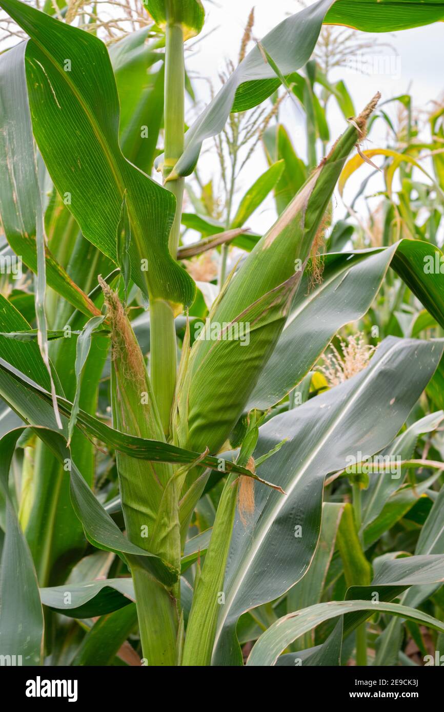 Unharvested organic green corn hi-res stock photography and images - Alamy