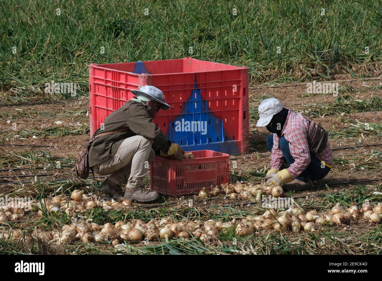 Agricultural workers from Thailand working in an onion field of an ...