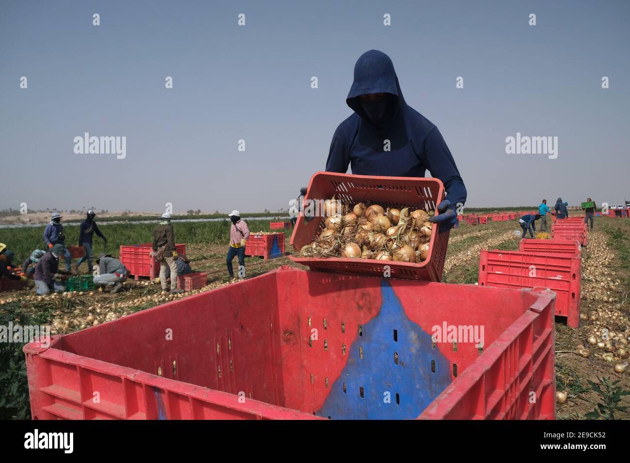 Agricultural workers from Thailand working in an onion field of an ...
