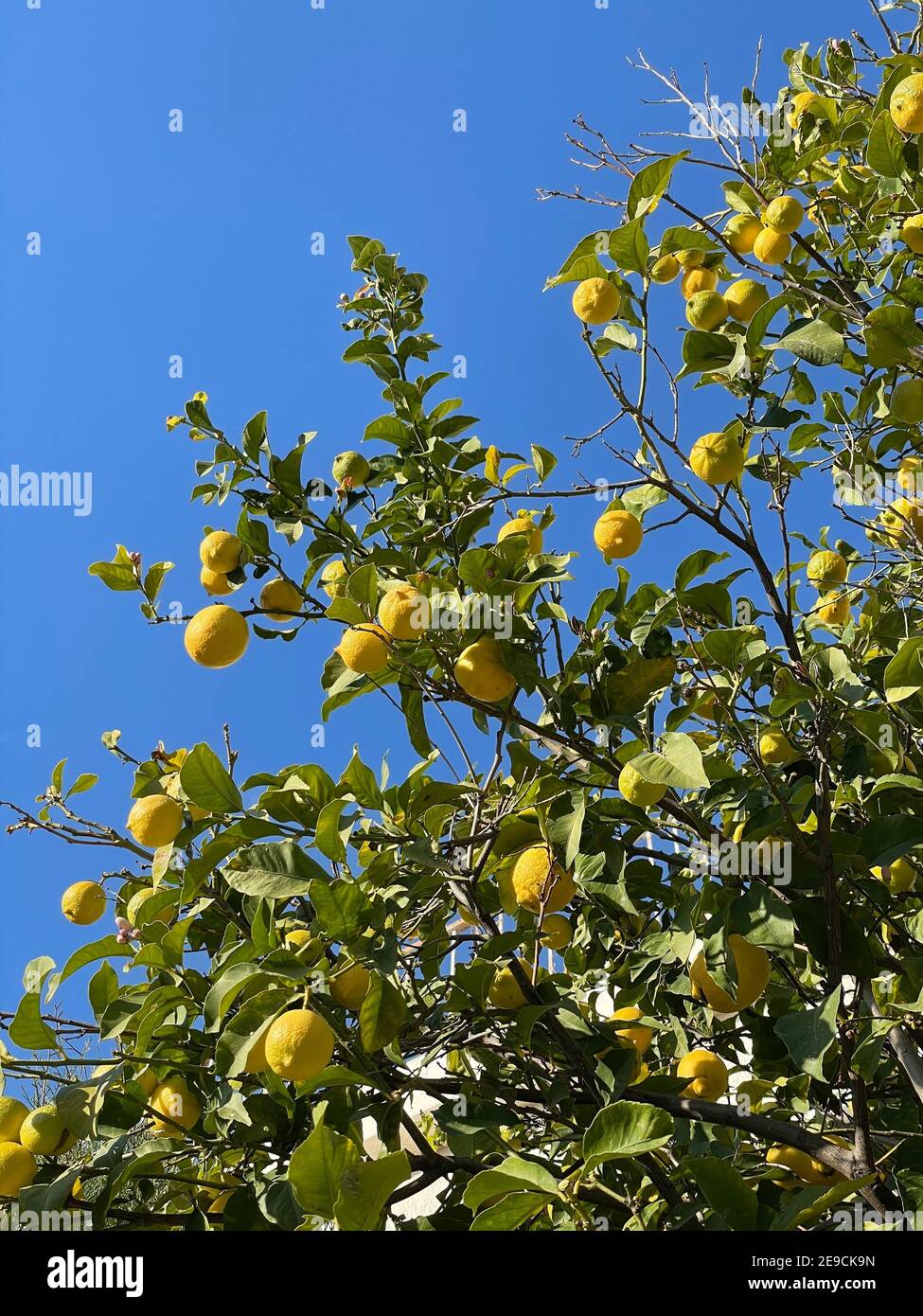Mandarin on a blossoming tree. Branch with fruit of tangerine tree ...