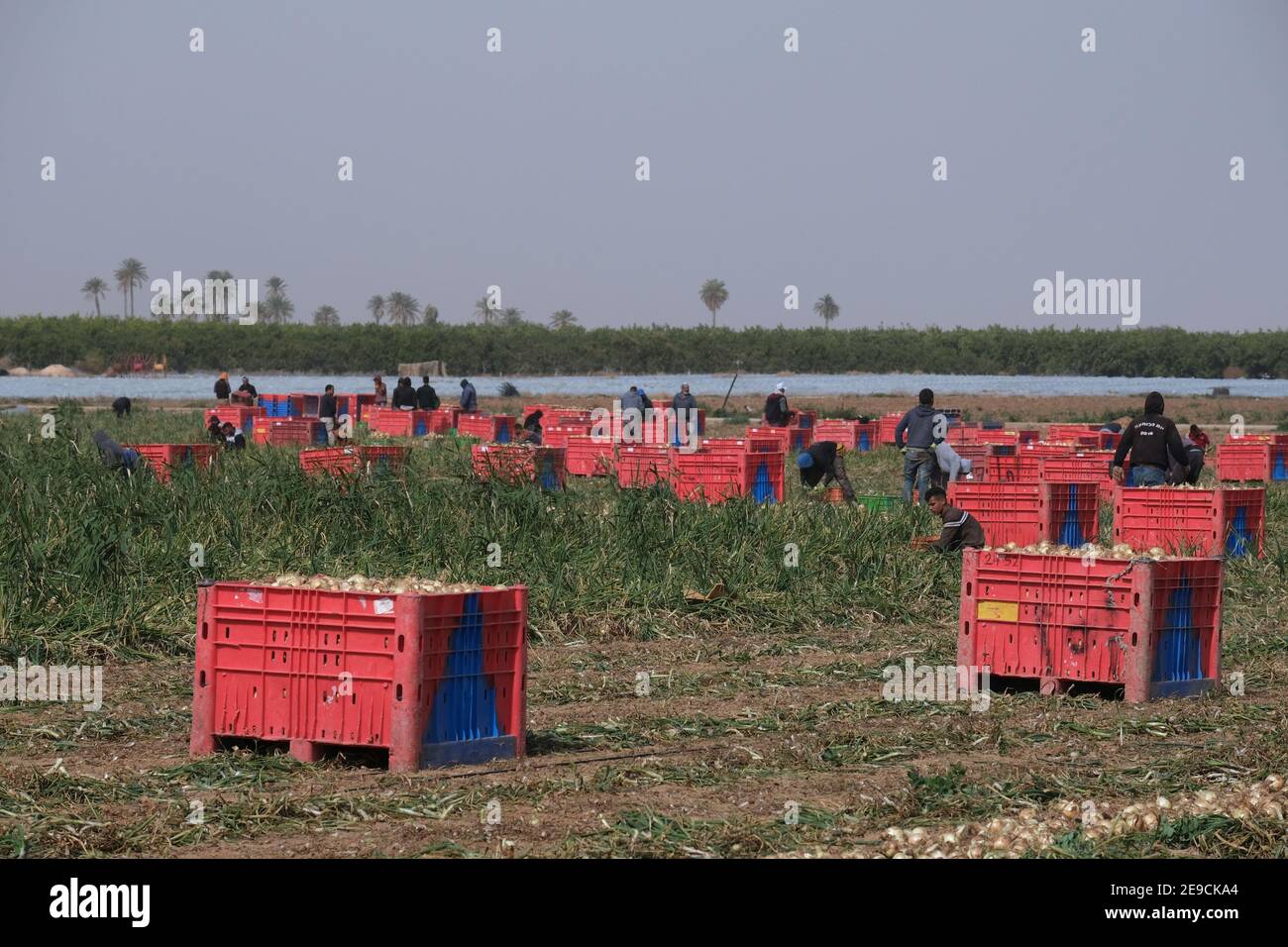 Farm workers in an onion field hi-res stock photography and images - Alamy