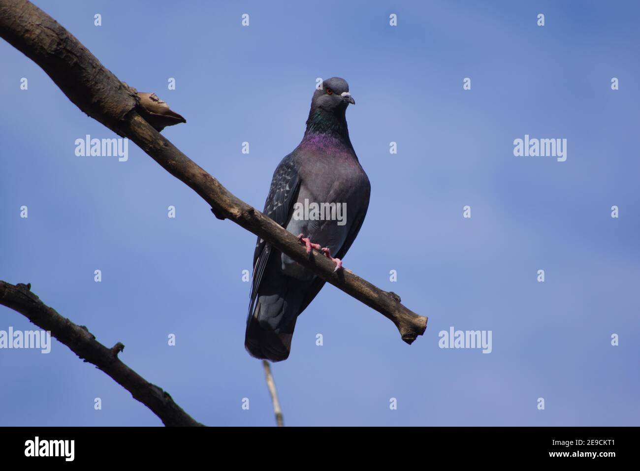 Pigeon on the tree hi-res stock photography and images - Alamy