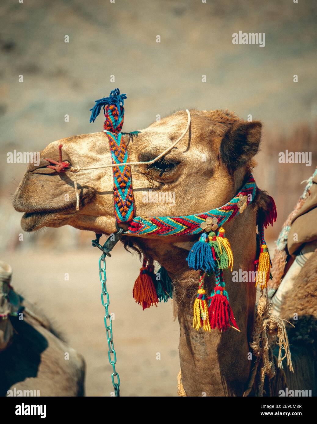 Camel decorative hi-res stock photography and images - Alamy