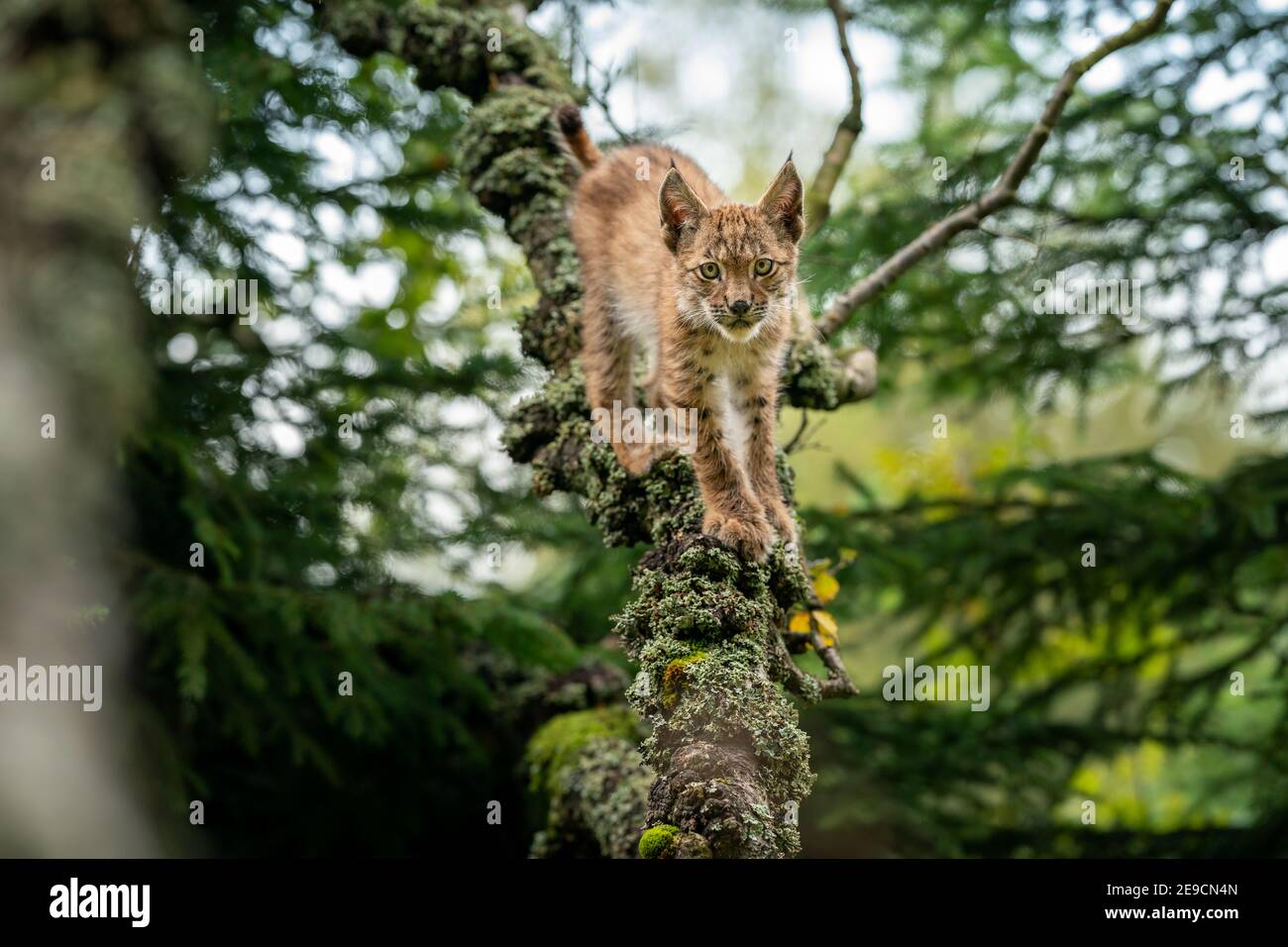 Lynx cub standing on lichen-covered tree branches looking ahead to the ...