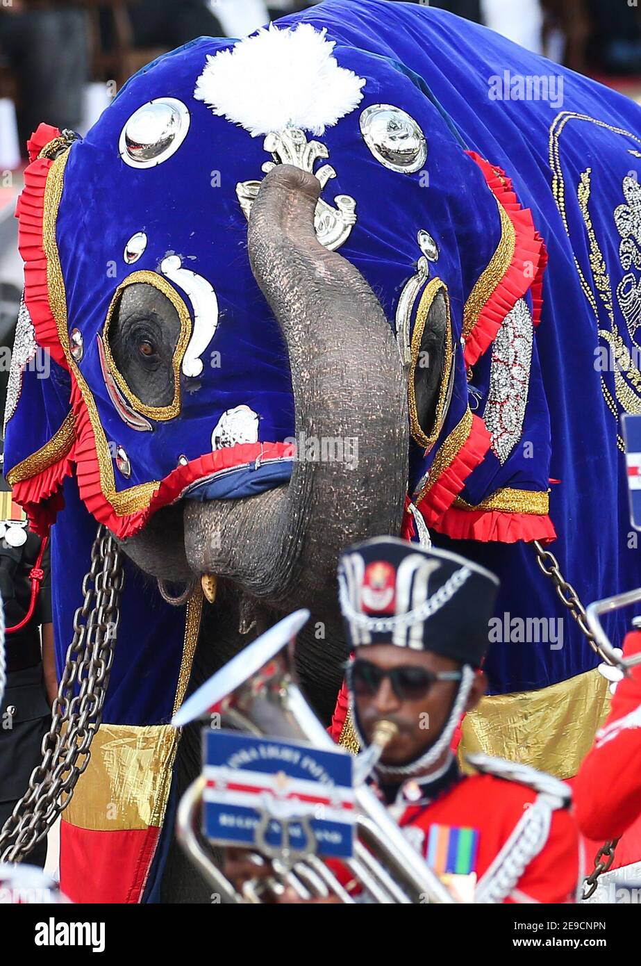 Elephant march hi-res stock photography and images - Alamy