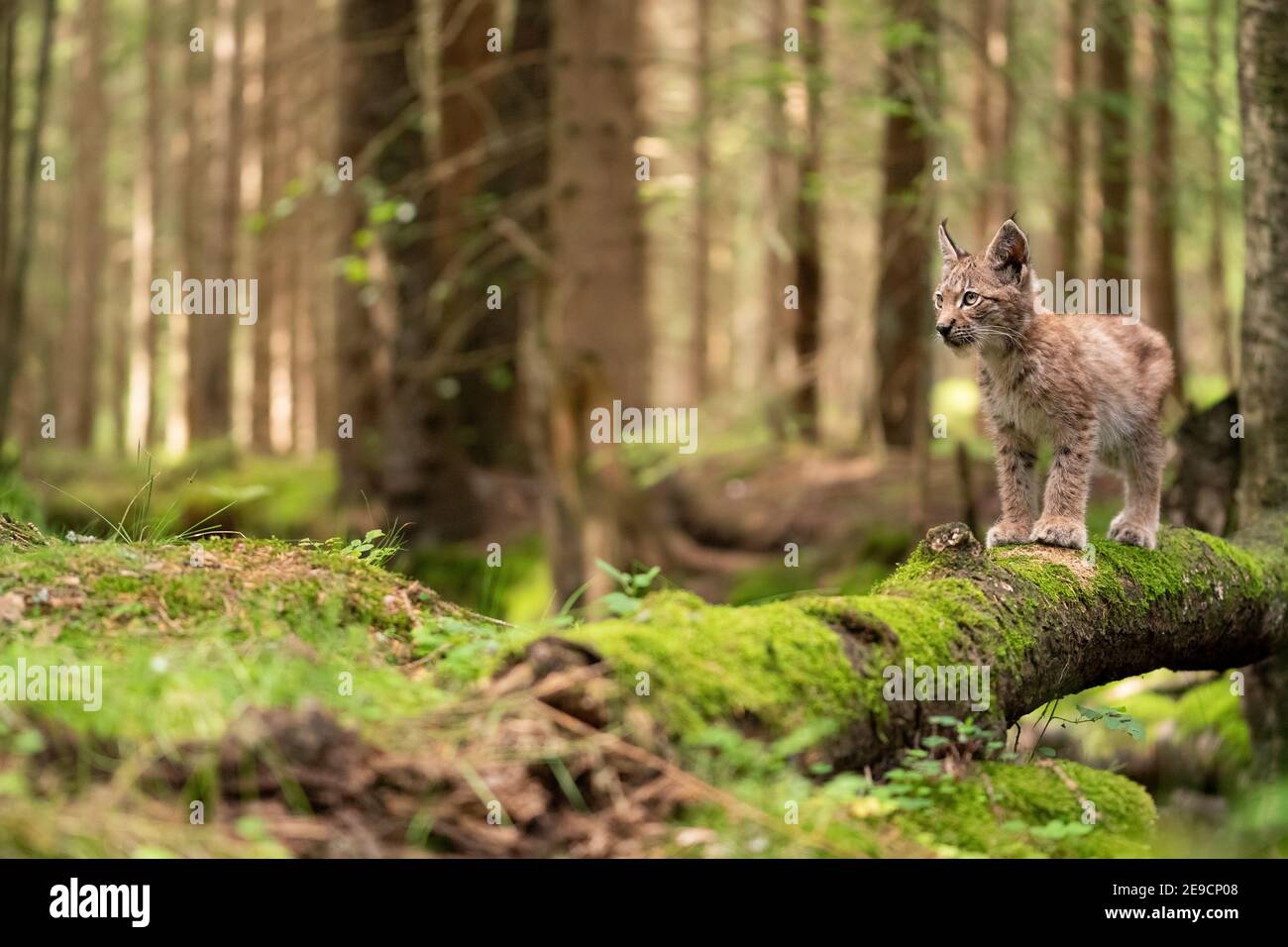Small lynx cub standing on a mossy fallen tree trunk on the forest ...