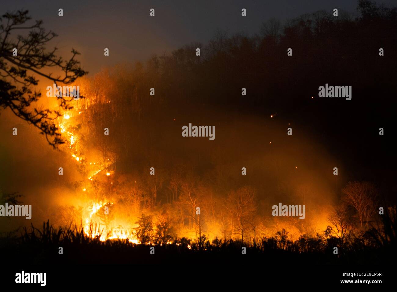Orange flames of fire burning many trees in forest on mountain in the ...