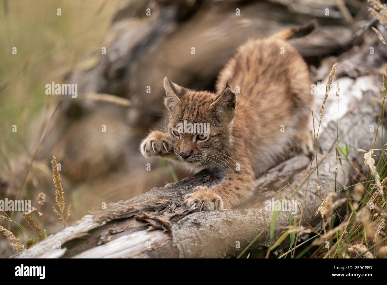Lynx cub sharpening its claws on the trunk of a fallen tree Stock Photo ...