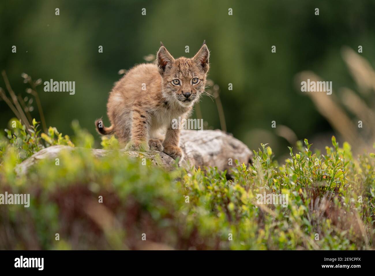 Lynx cub hi-res stock photography and images - Alamy