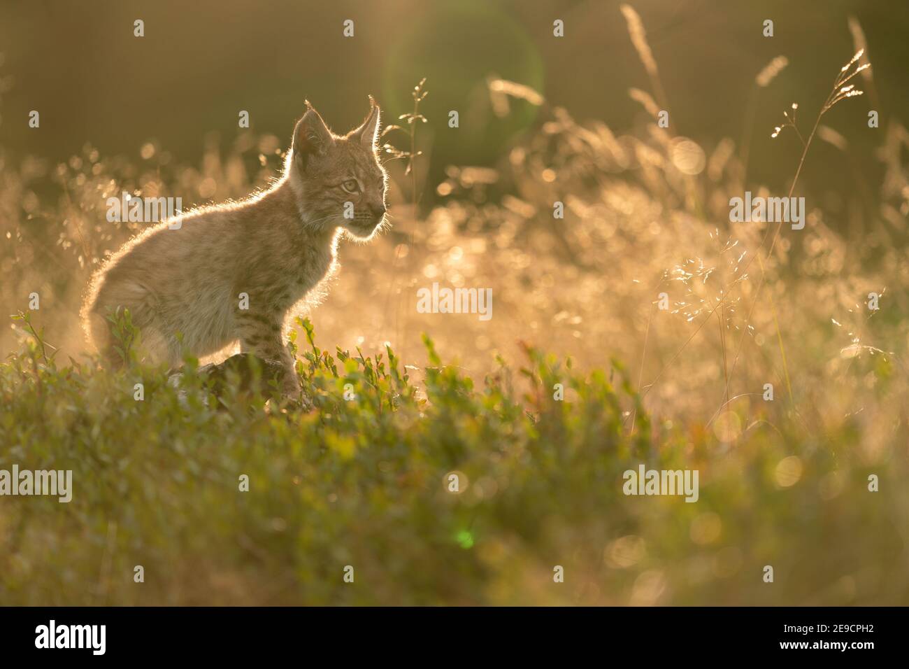 Lynx cub sitting from profile side in tall grass in the golden light of ...