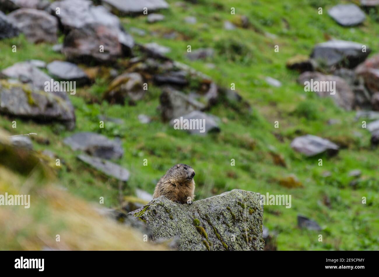 marmot sitting on stone at rain Stock Photo - Alamy