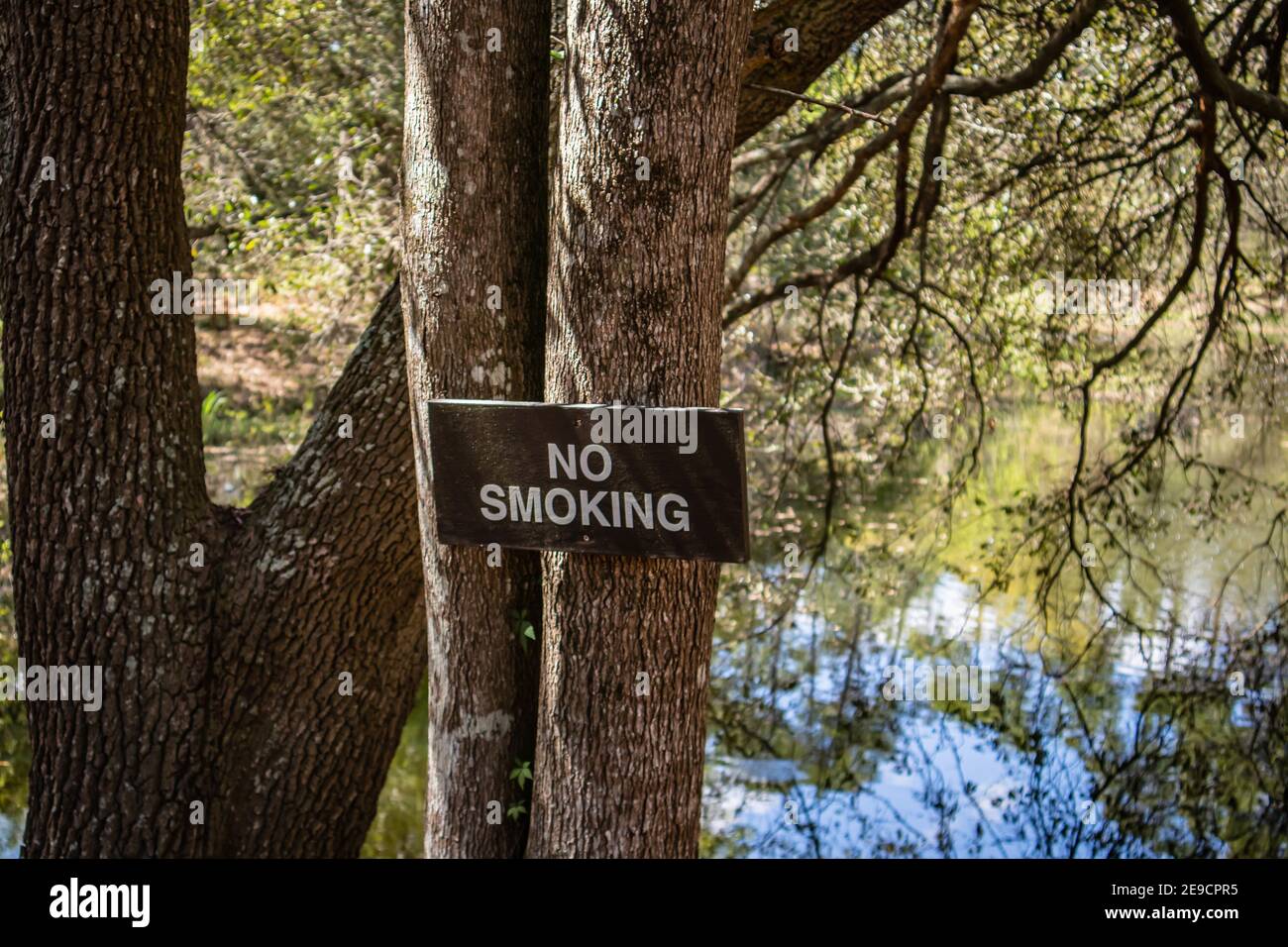 No smoking sign on tree Stock Photo - Alamy