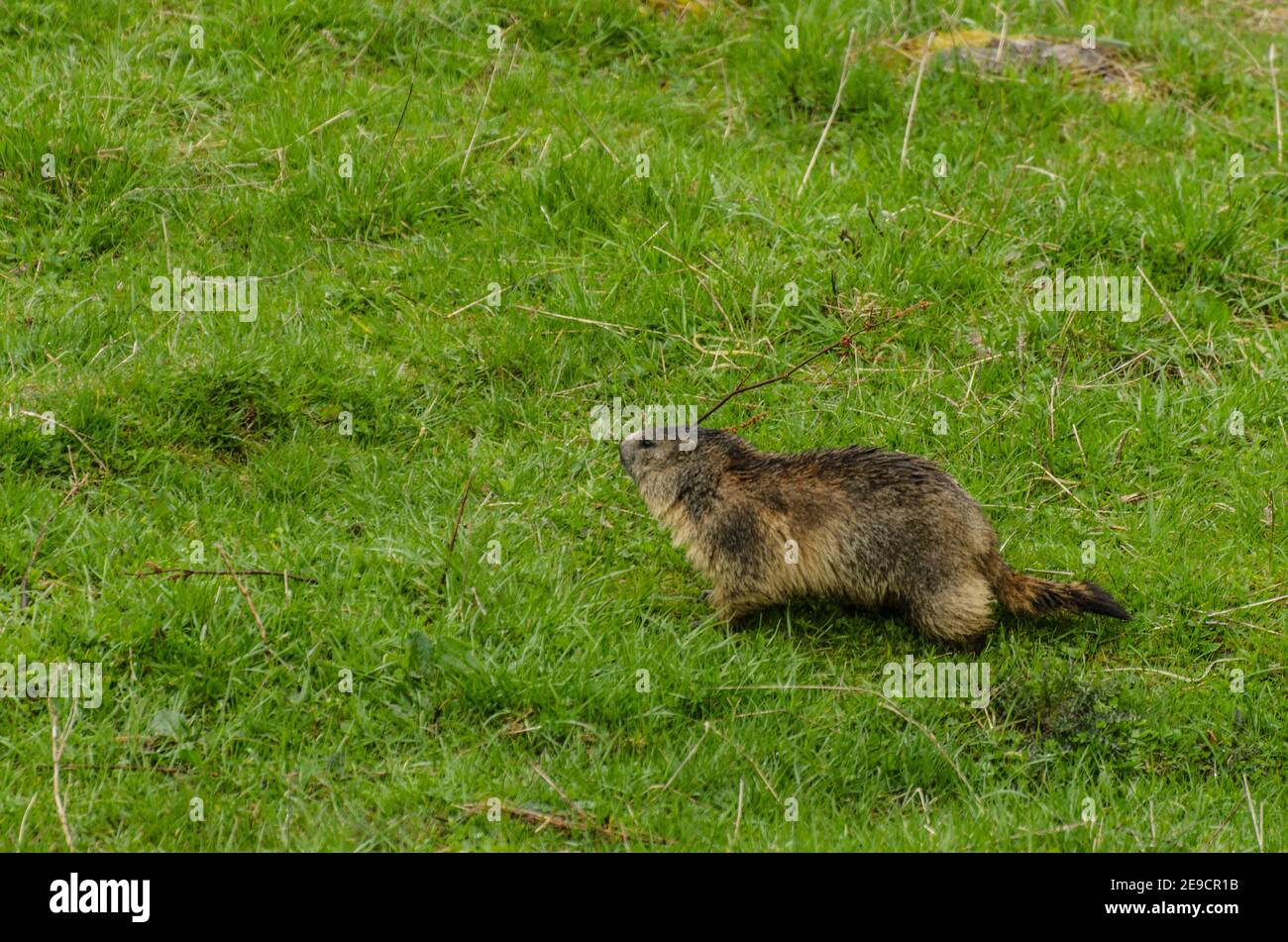small marmot in grass and green nature Stock Photo - Alamy