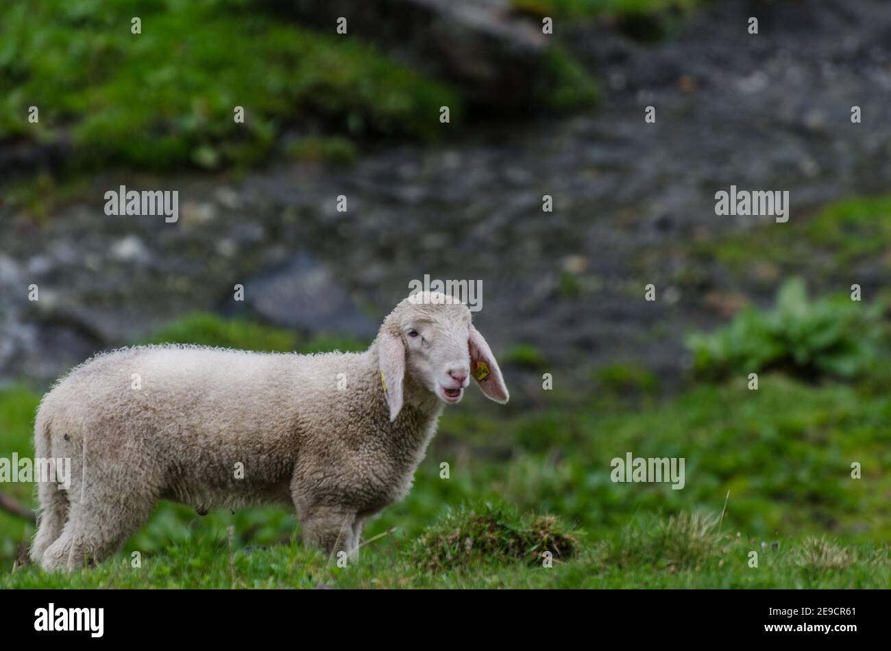 small white sheep in green nature Stock Photo - Alamy