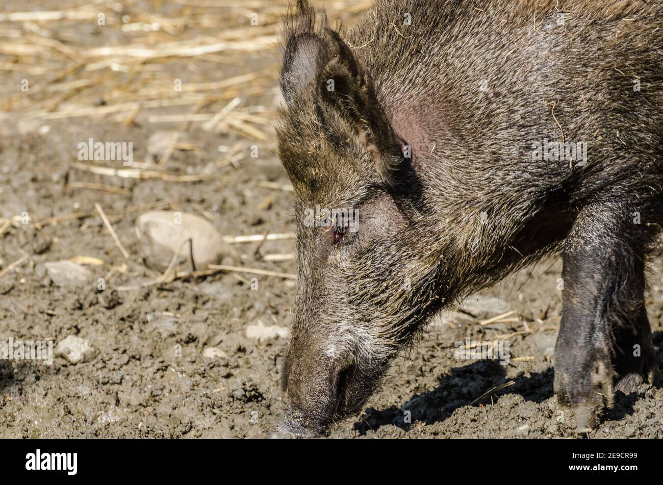 Wild boar at zoo hi-res stock photography and images - Alamy