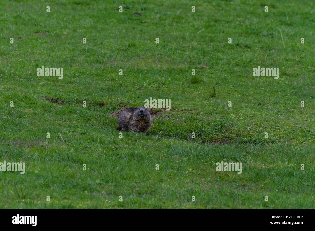 marmot at its construction in the green nature Stock Photo - Alamy