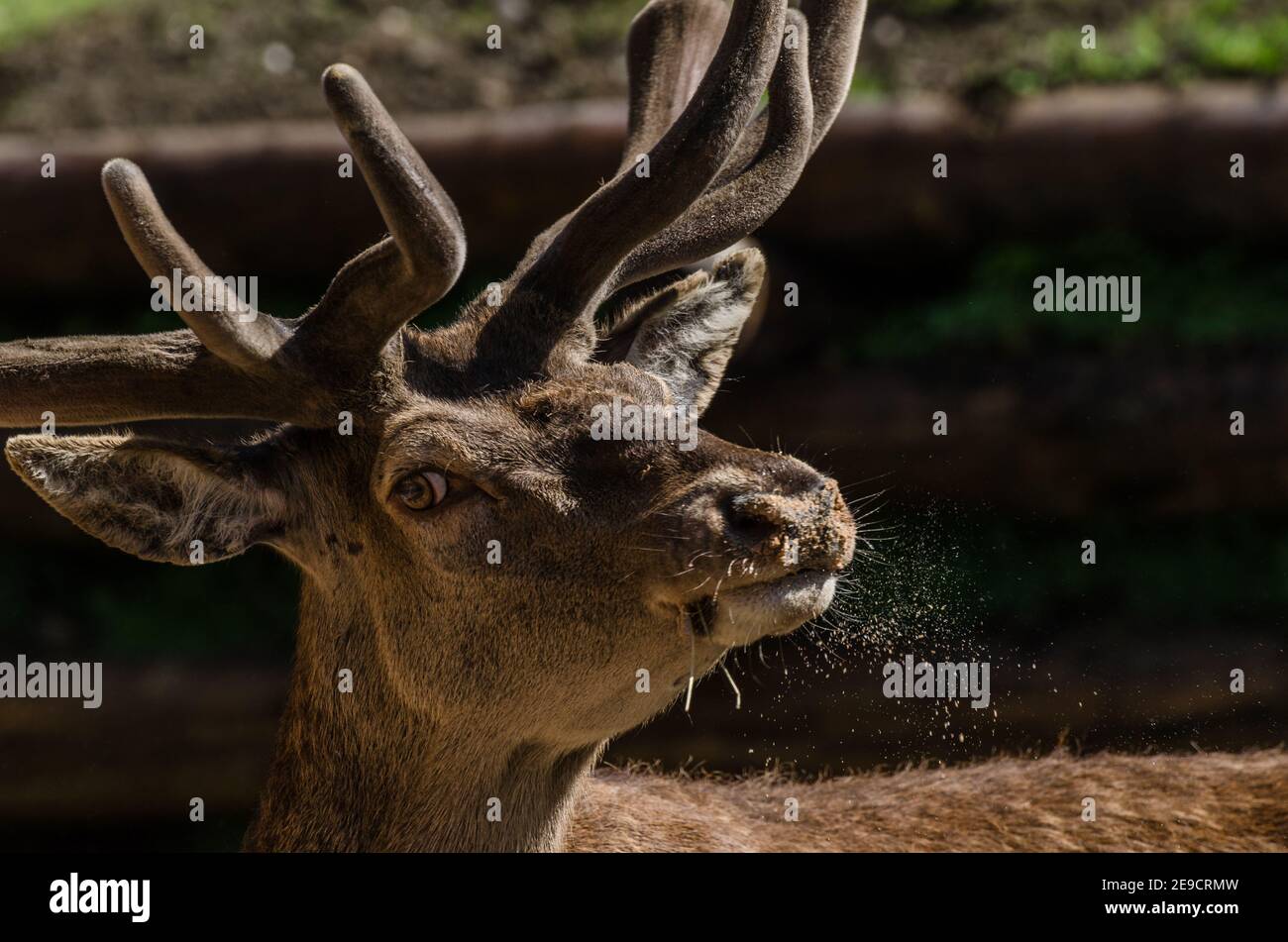 Snarls hi-res stock photography and images - Alamy