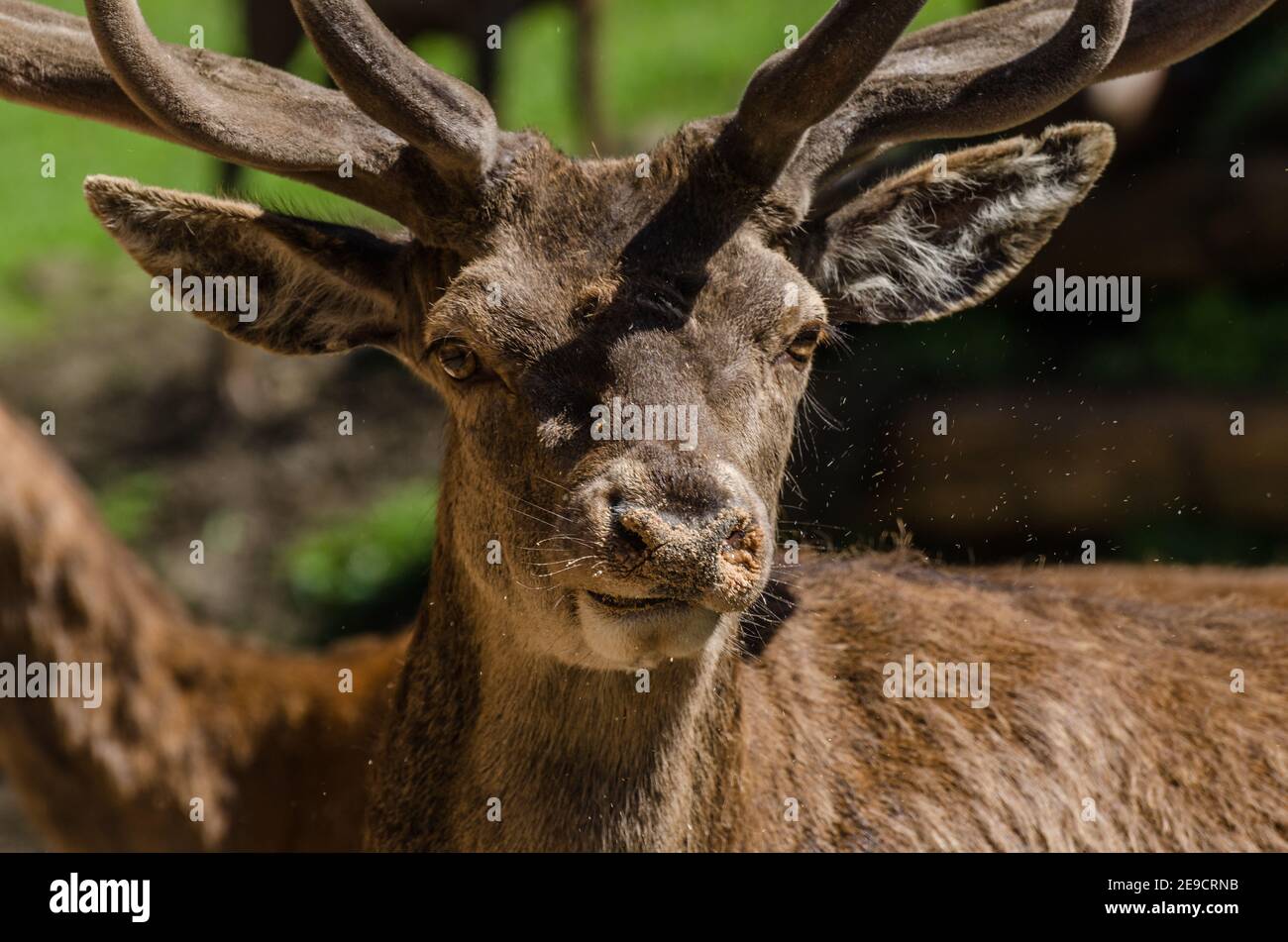 deer looking at the camera in the zoo Stock Photo - Alamy