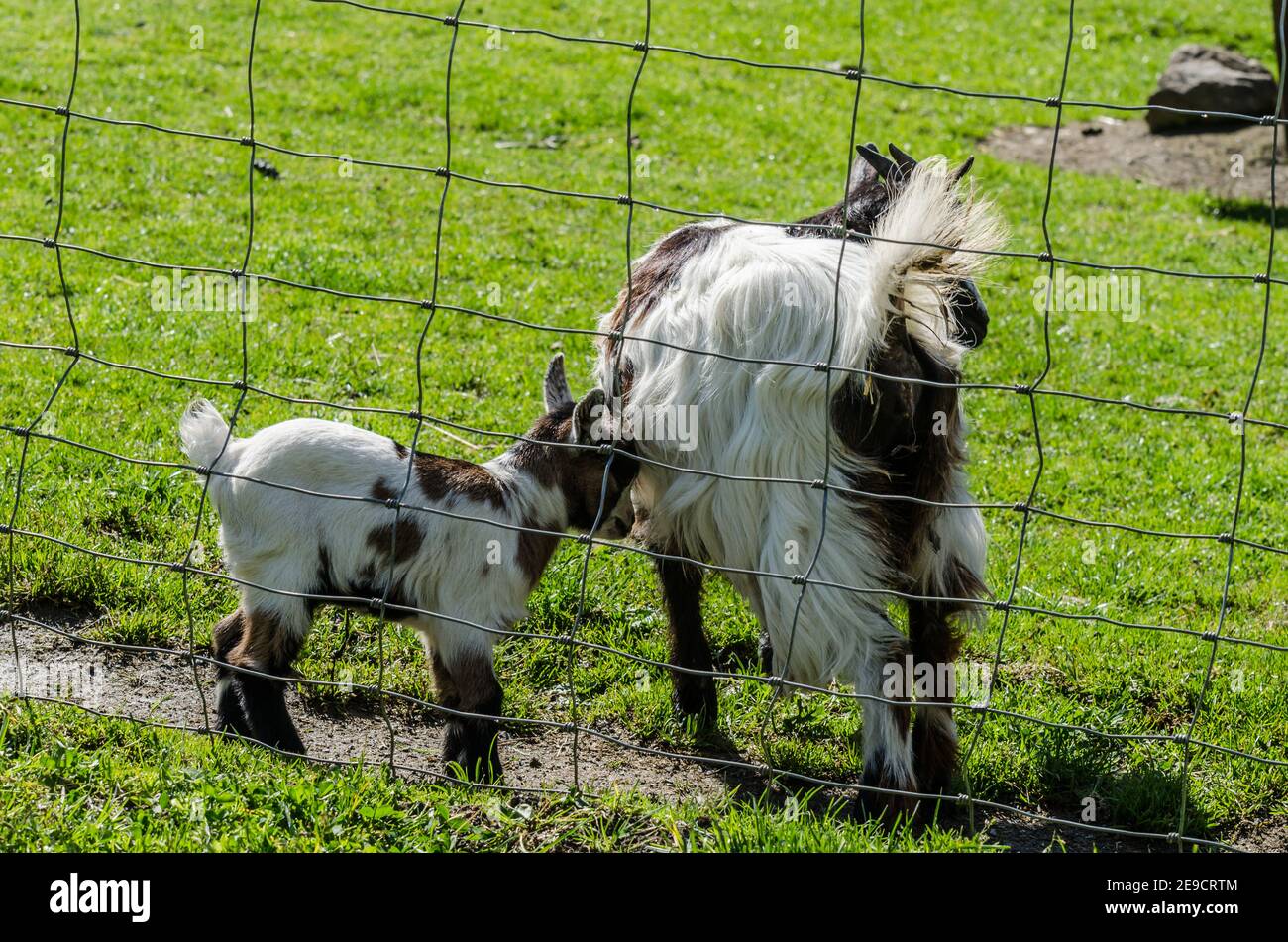 little baby goat with mother in zoo Stock Photo - Alamy