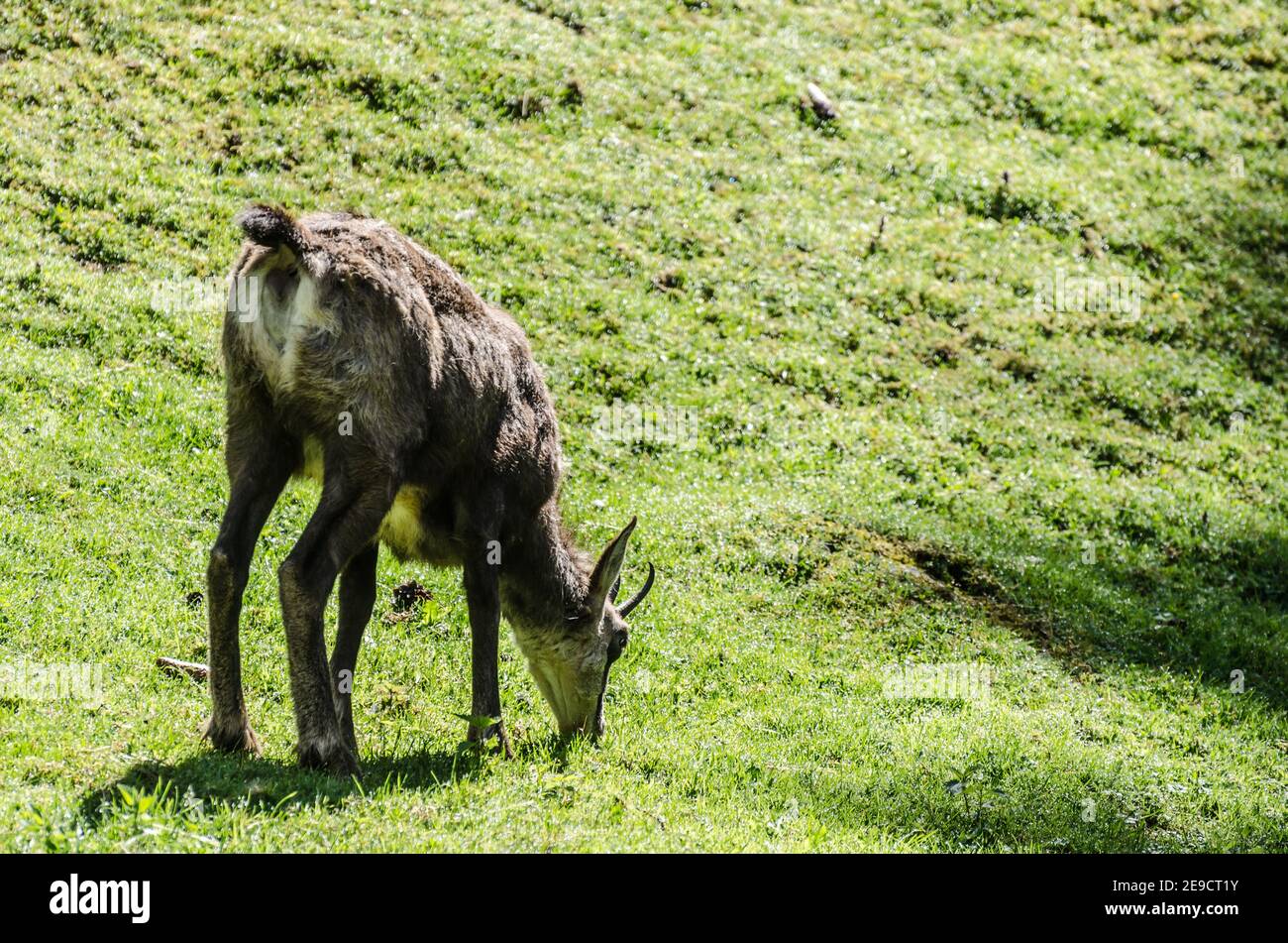 Roebuck horns hi-res stock photography and images - Alamy