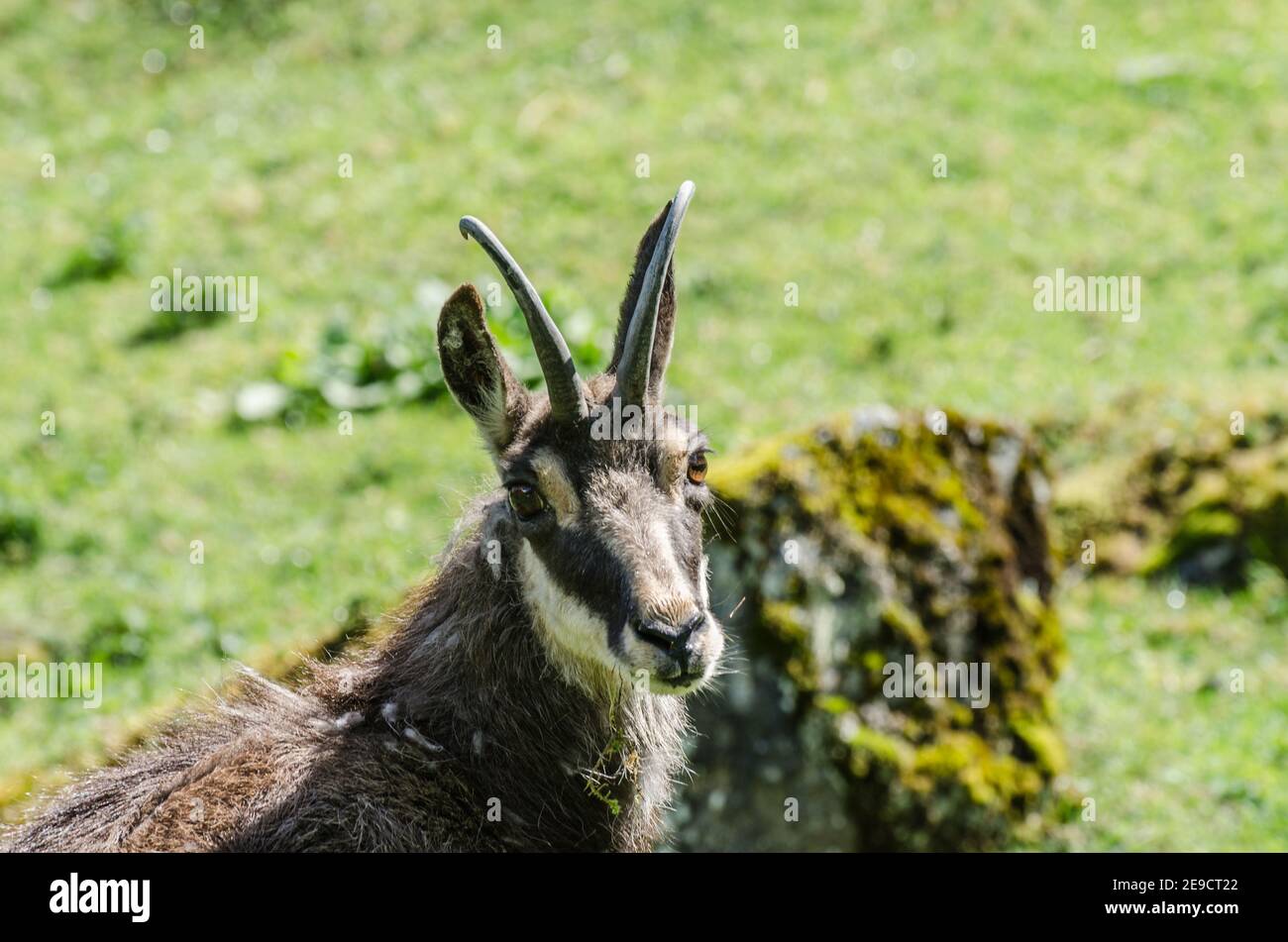 Roebuck with horns hi-res stock photography and images - Alamy