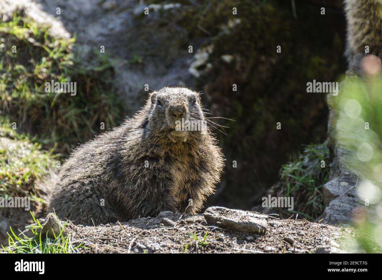 Alpine marmot hibernation hi-res stock photography and images - Alamy