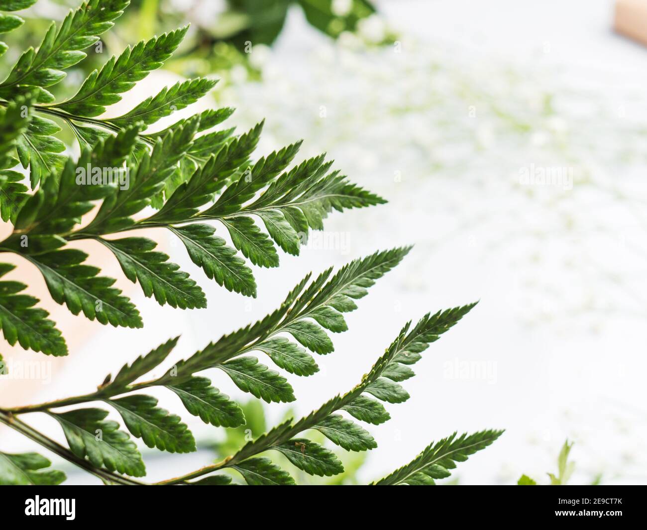 Fern closeup background on gray backdrop. Spring background Stock Photo ...
