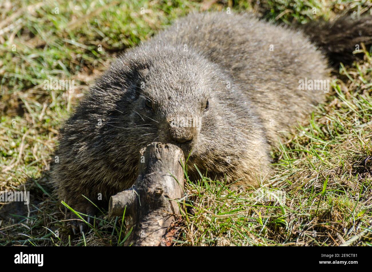 Marmot genus hi-res stock photography and images - Alamy