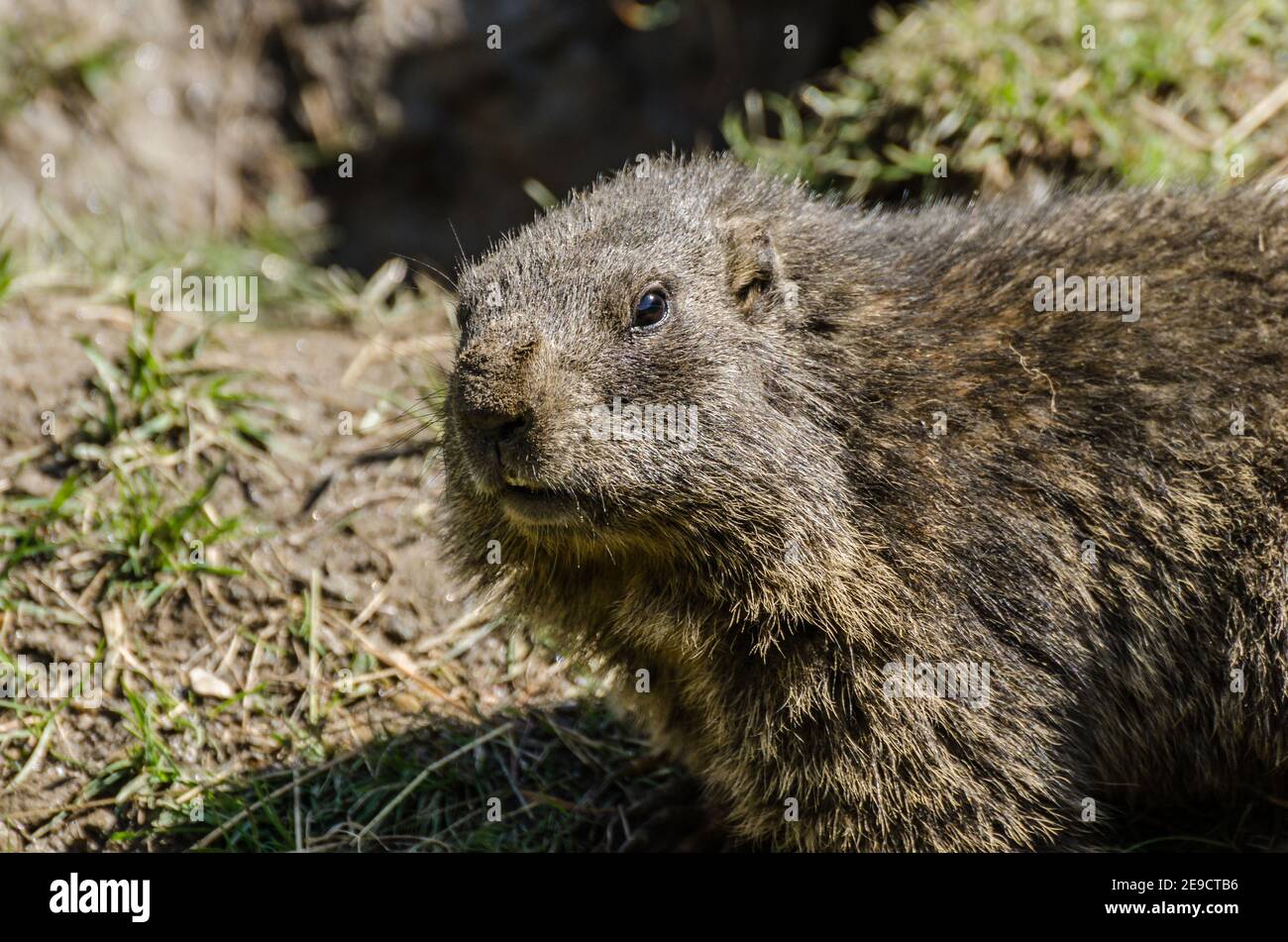 Marmot tail up hi-res stock photography and images - Alamy
