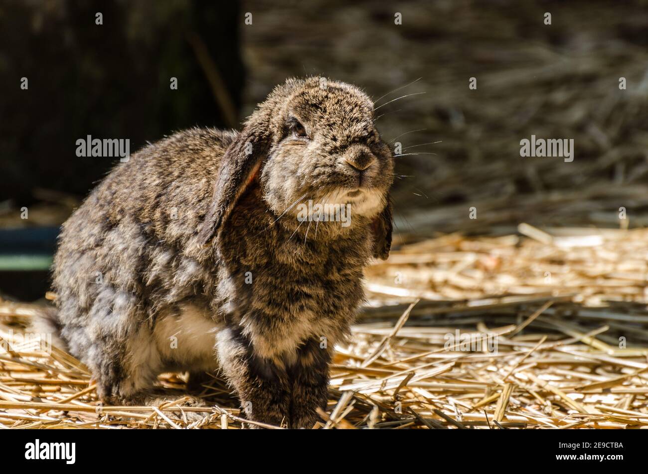 small hare stands in straw and looks Stock Photo - Alamy