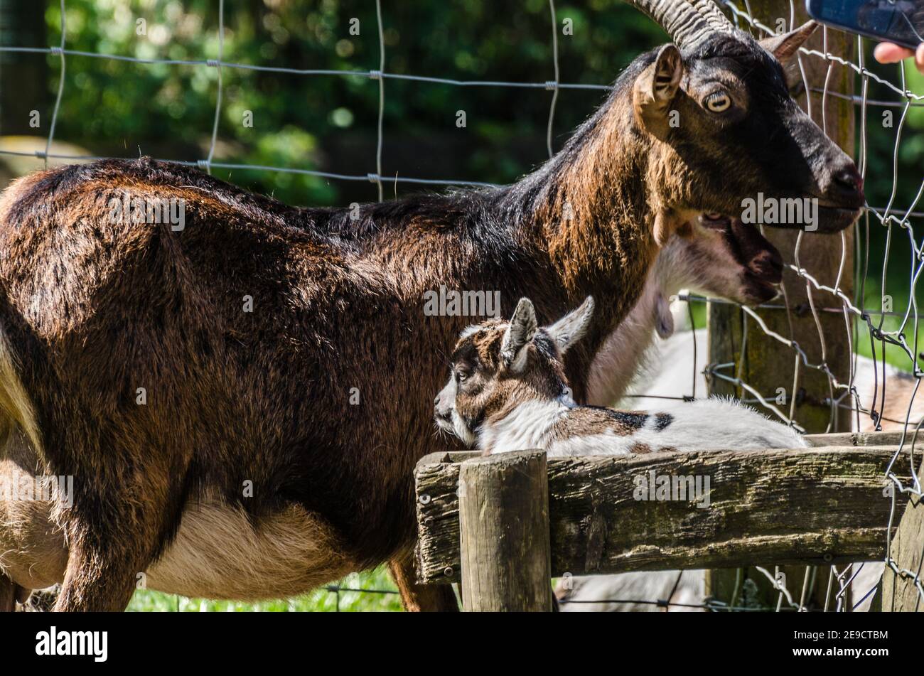 goat and little baby in the wildpark Stock Photo - Alamy