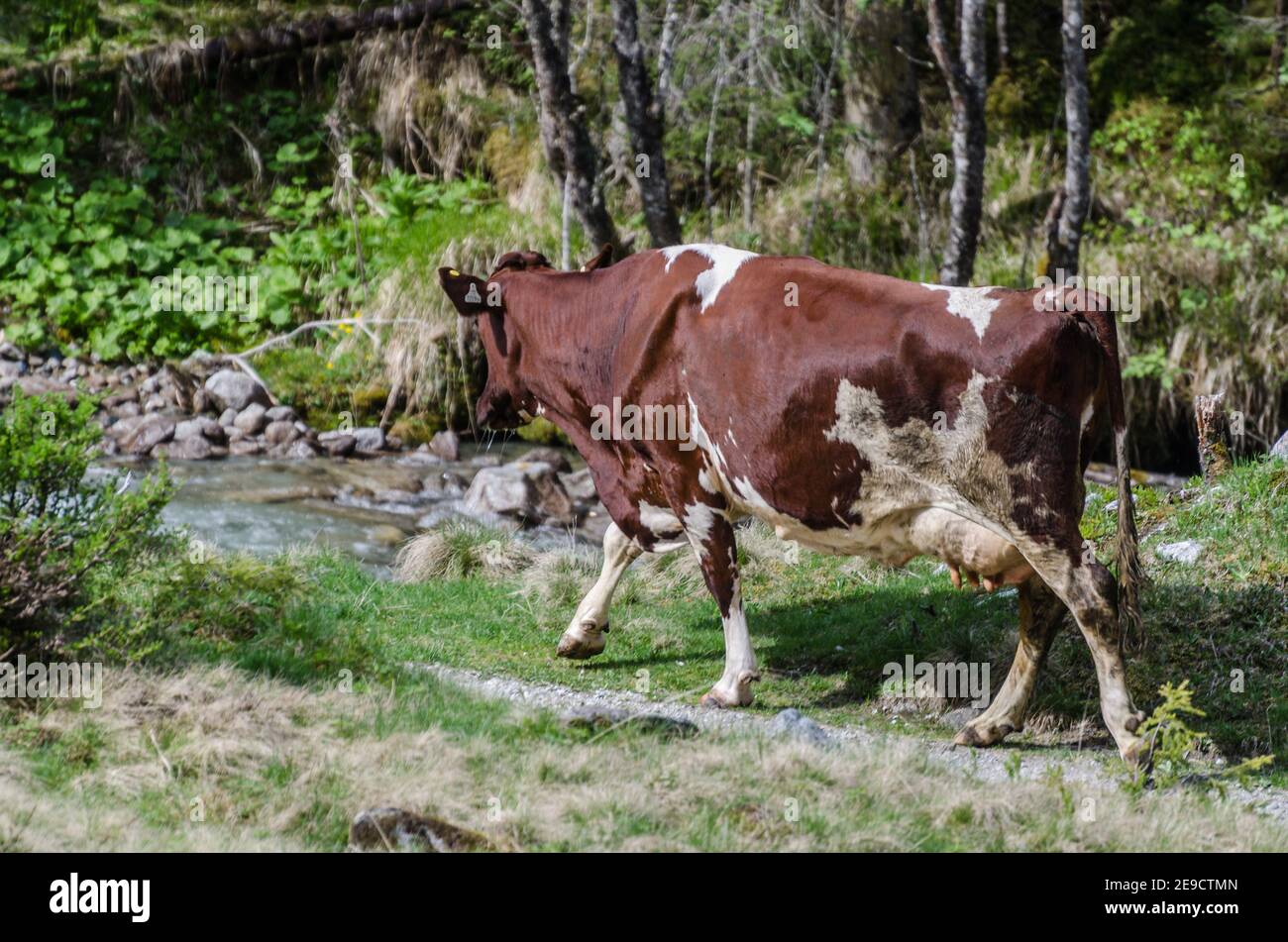 single cow goes at creek in the mountain Stock Photo - Alamy