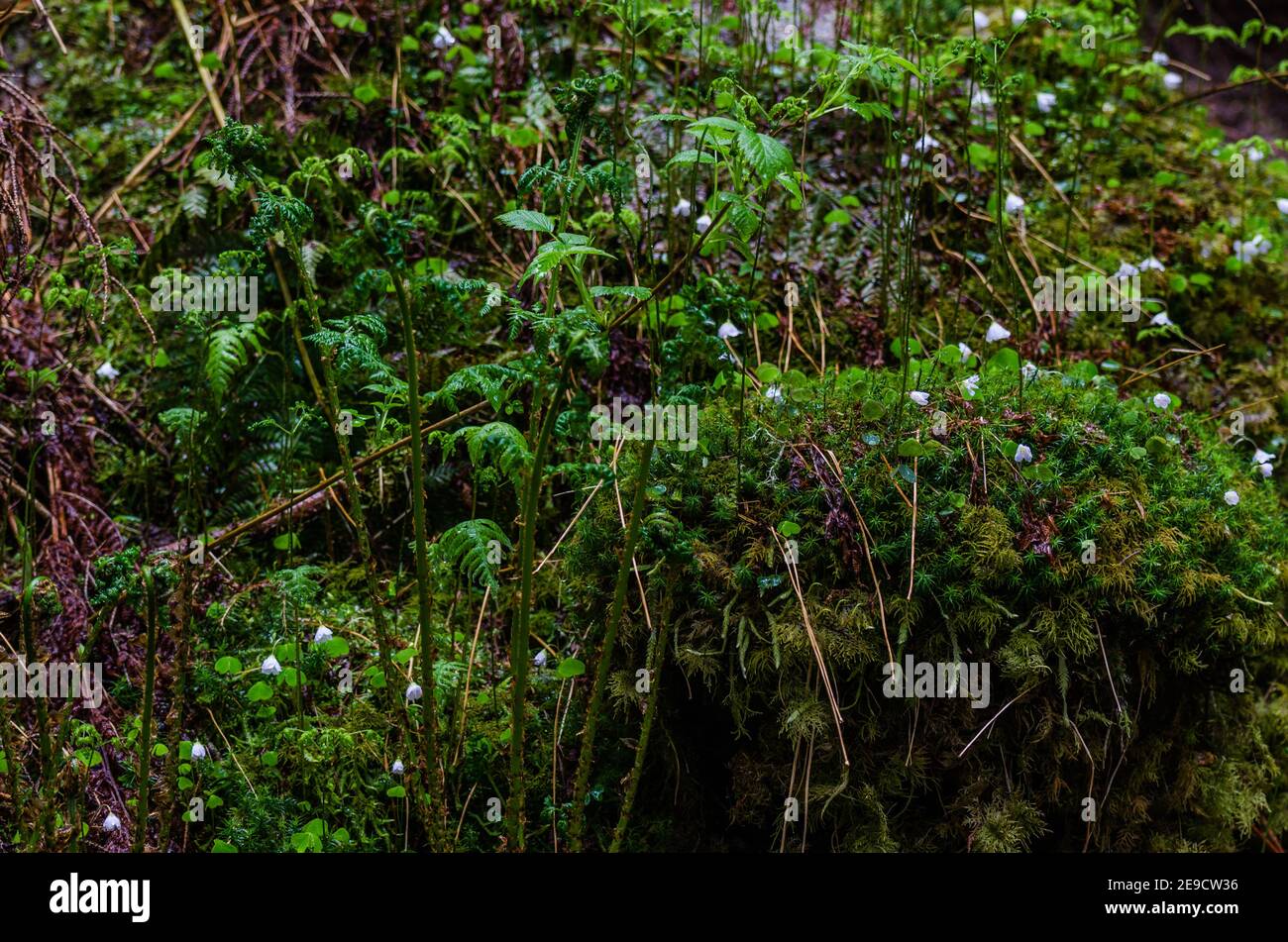 small plants and flowers in the forest Stock Photo - Alamy