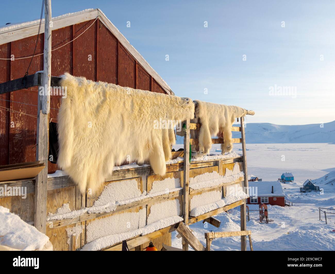 Fur of a polar bear. Hunting is strictly regulated and only for ...
