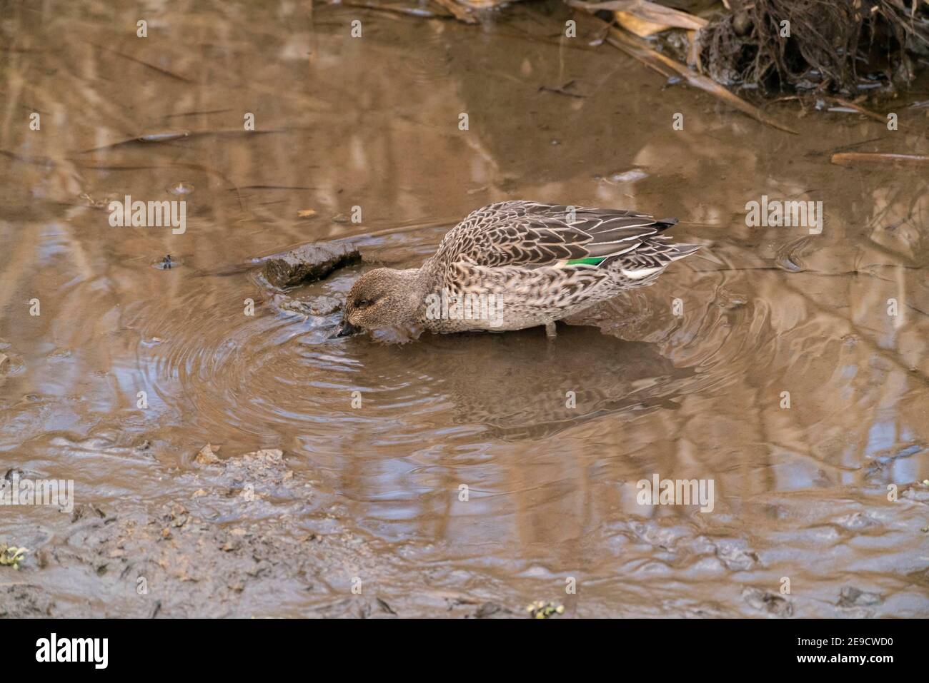 Female common teal hi-res stock photography and images - Alamy