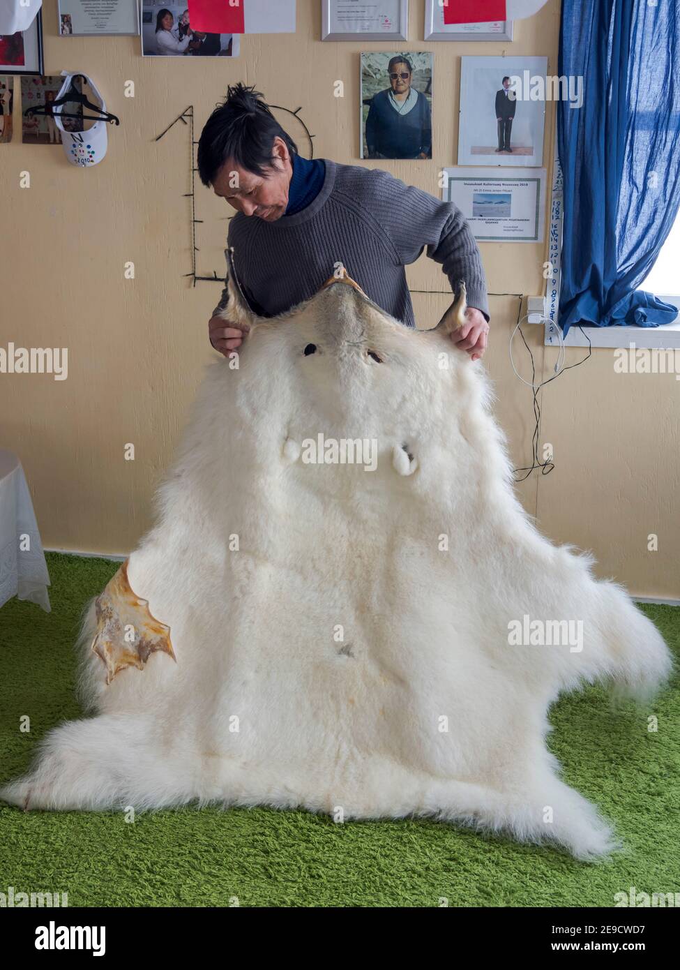 Fur of a polar bear. Hunting is strictly regulated and only for ...