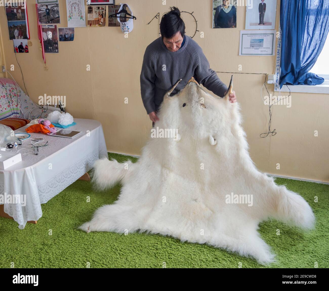 Fur of a polar bear. Hunting is strictly regulated and only for ...