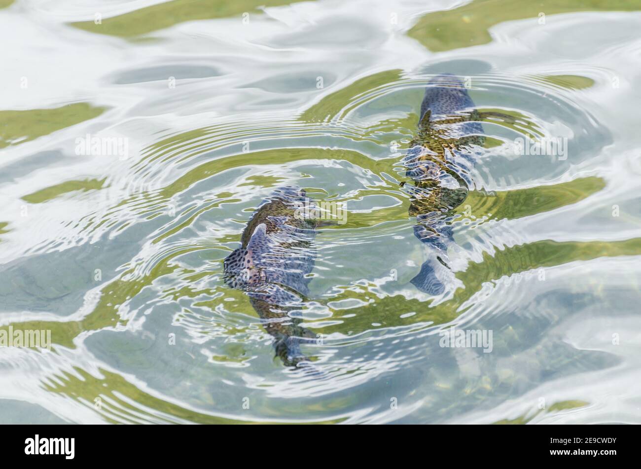 Flow fish hi-res stock photography and images - Alamy