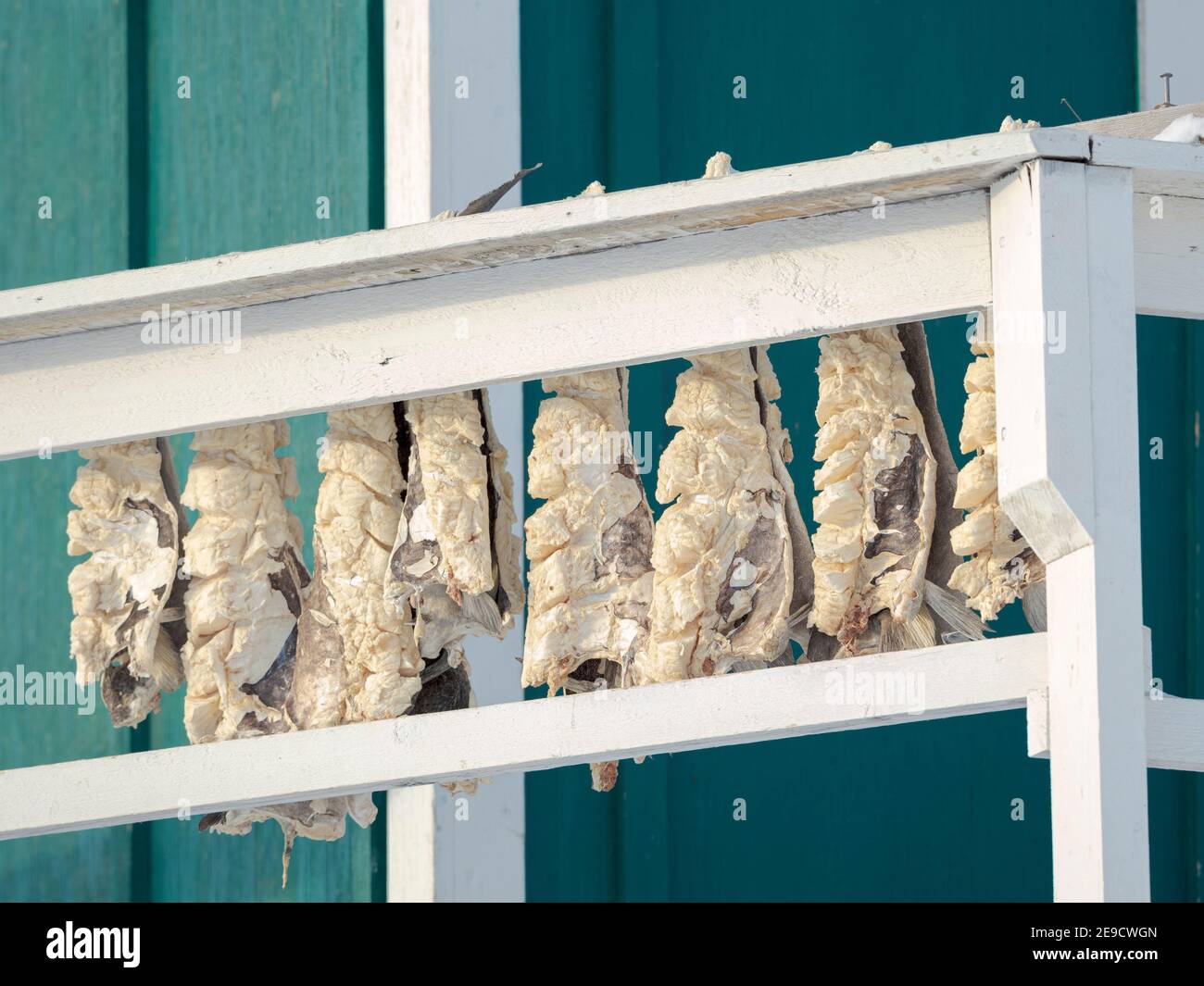 Fish is dried in the air. The traditional and remote greenlandic inuit ...