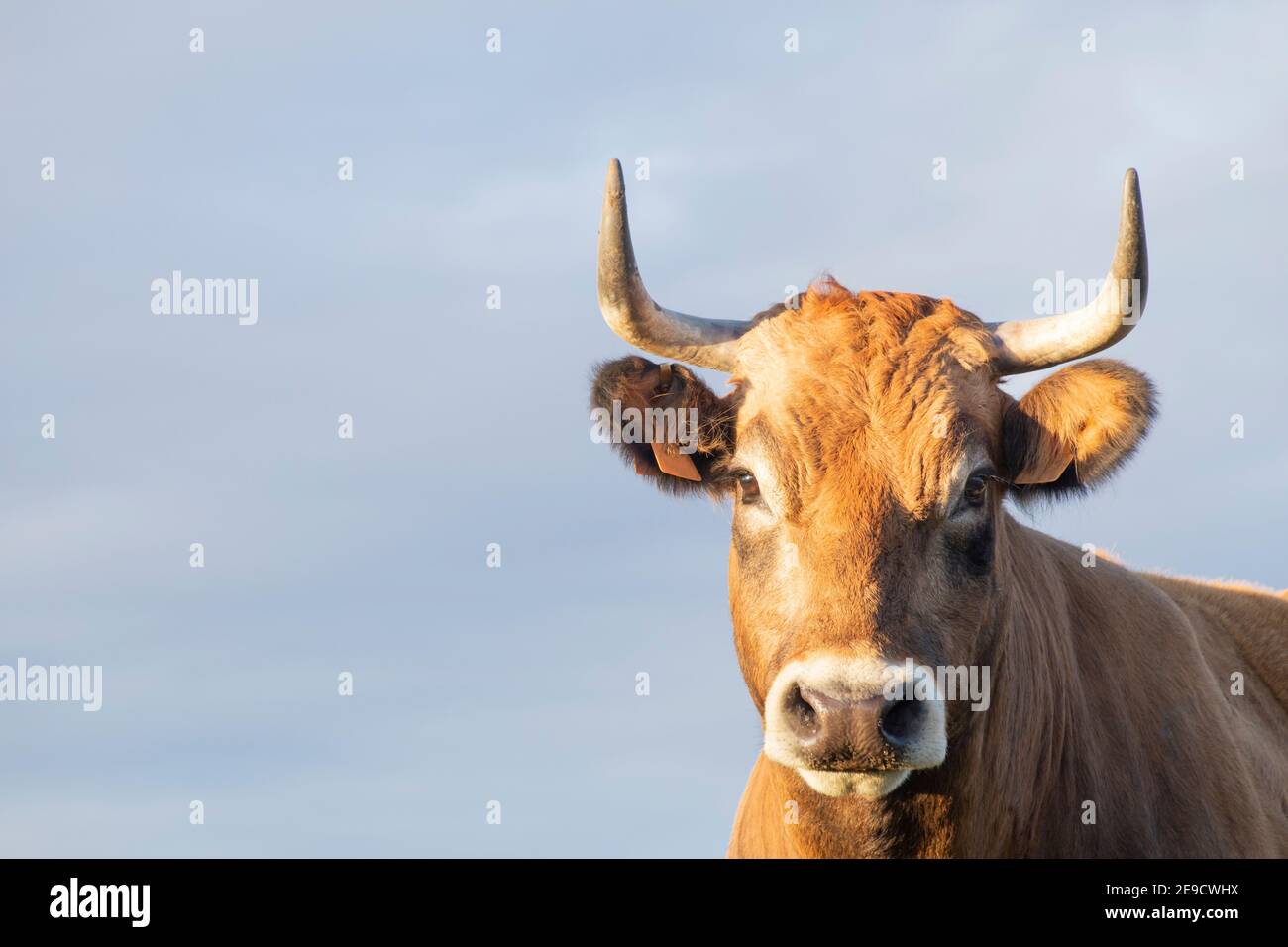 A brown horned cow torso isolated with sky background. facing camera ...
