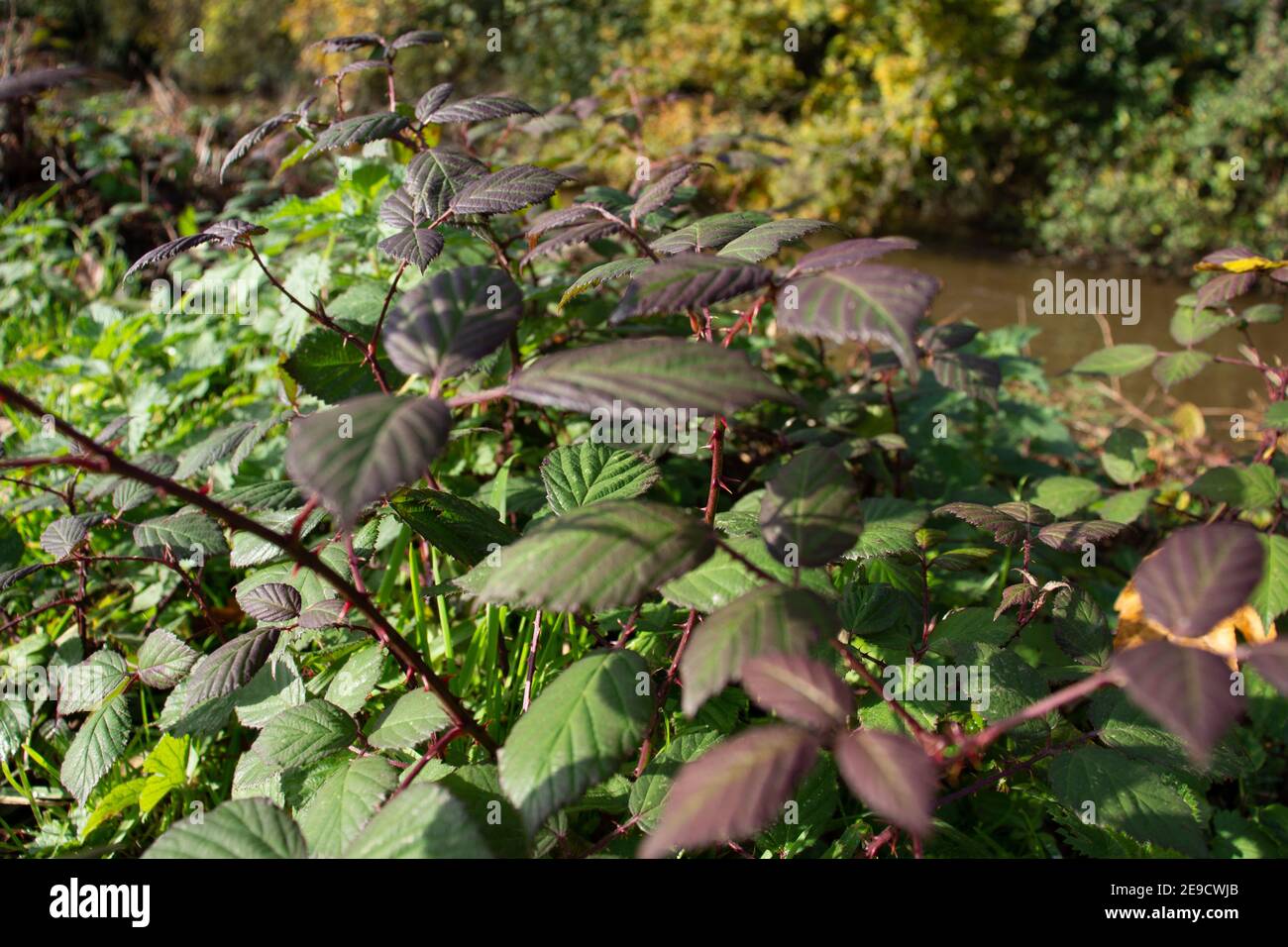 autumn bramble leaves isolated on a natural green background next to ...