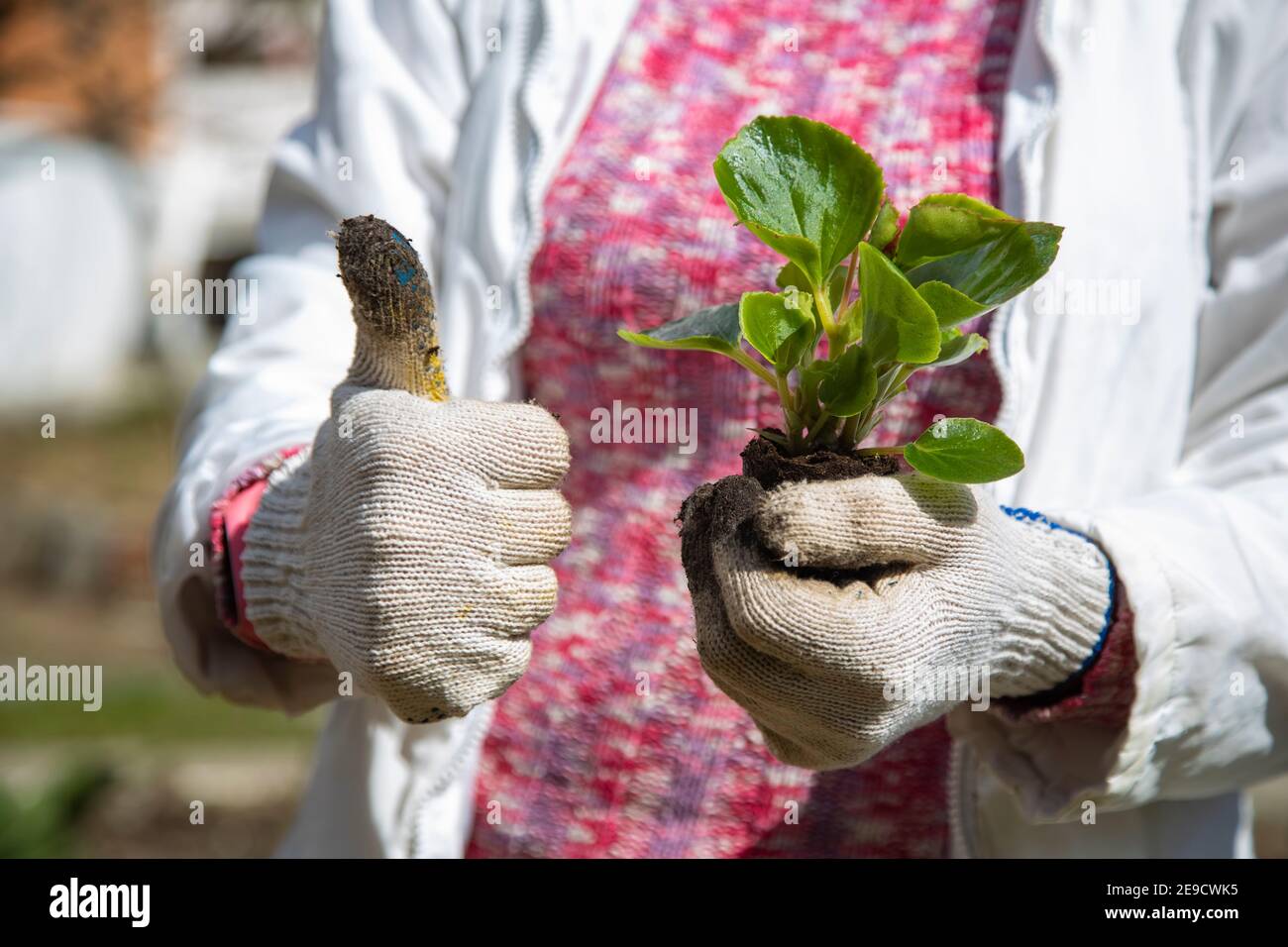 female hands hold a flower sprout and show thumbs up. botany hobby ...