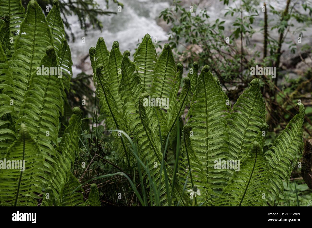 Fern in nature hi-res stock photography and images - Alamy