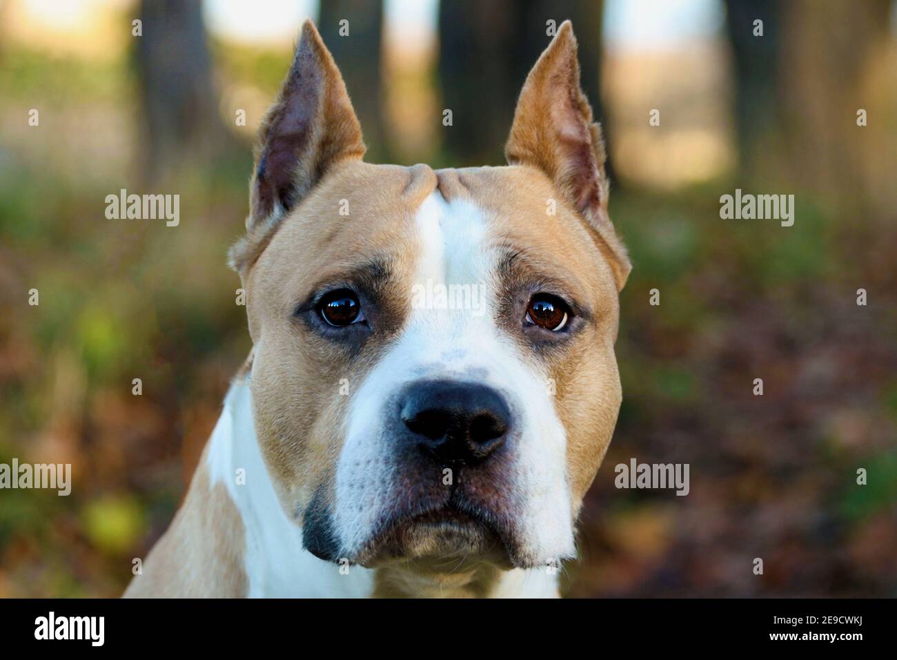 Close up american staffordshire terrier hi-res stock photography and ...