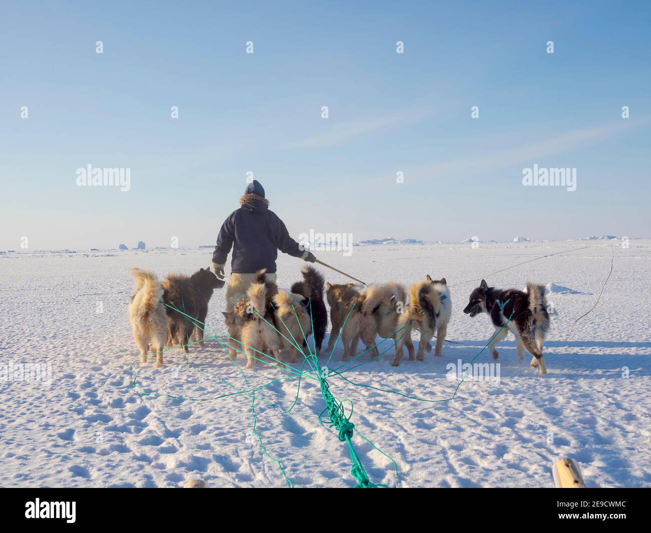 Sled dogs are guided through difficult terrain. Inuit hunter wearing ...