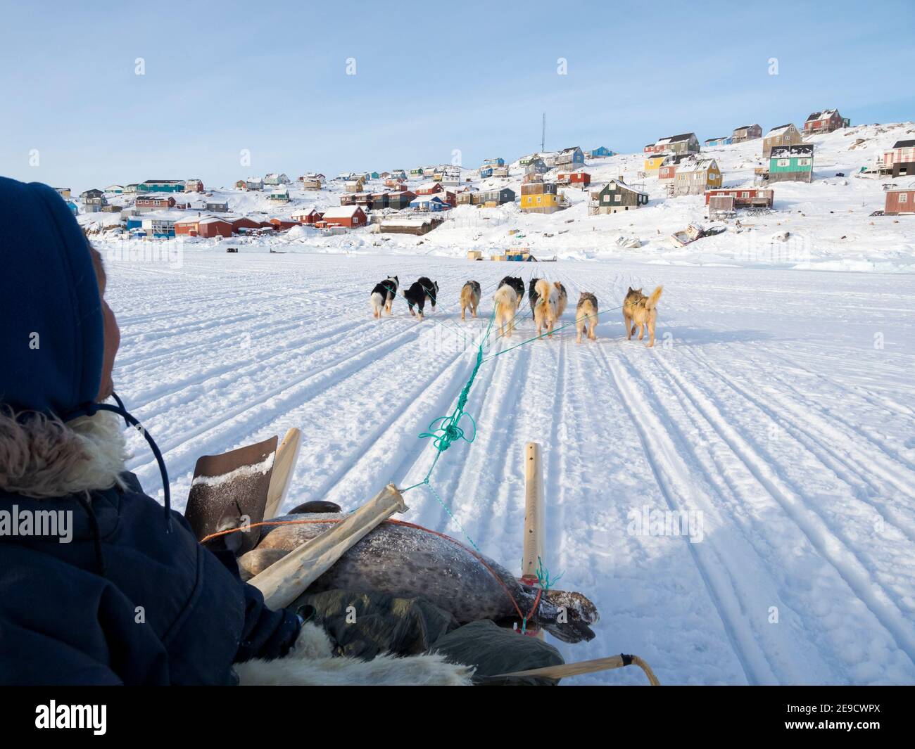 Inuit hunter with his dog sled team hi-res stock photography and images ...