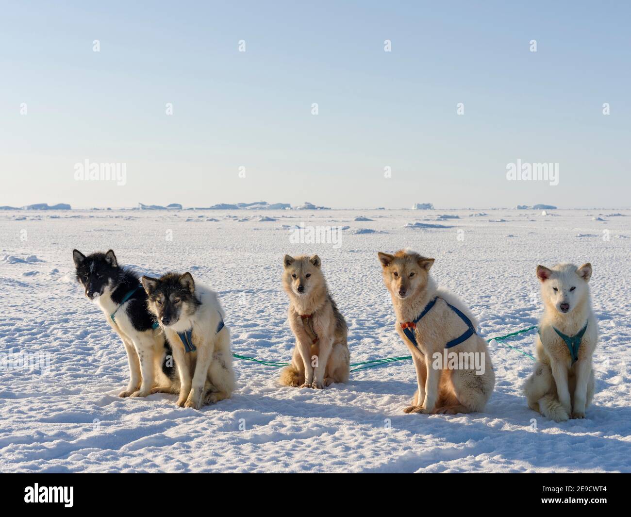 Inuit dog team hi-res stock photography and images - Alamy