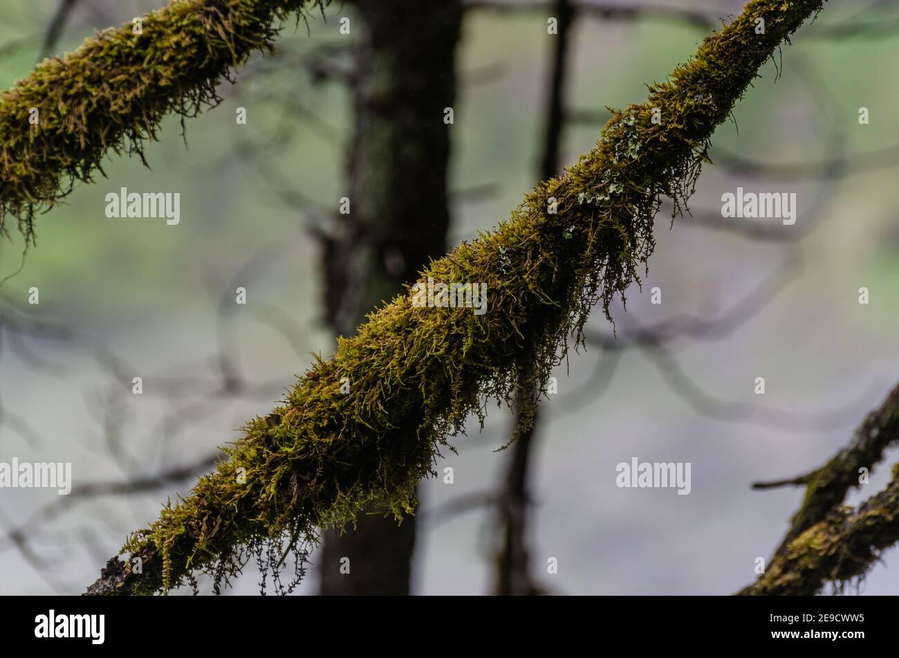 Beard lichen on tree hi-res stock photography and images - Alamy