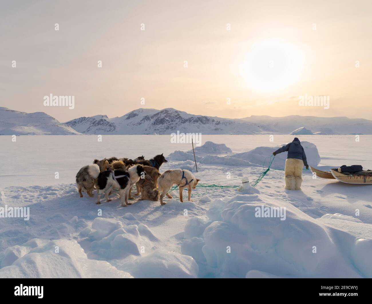 Harvesting a seal from a trap underneath the sea ice. Inuit hunter ...