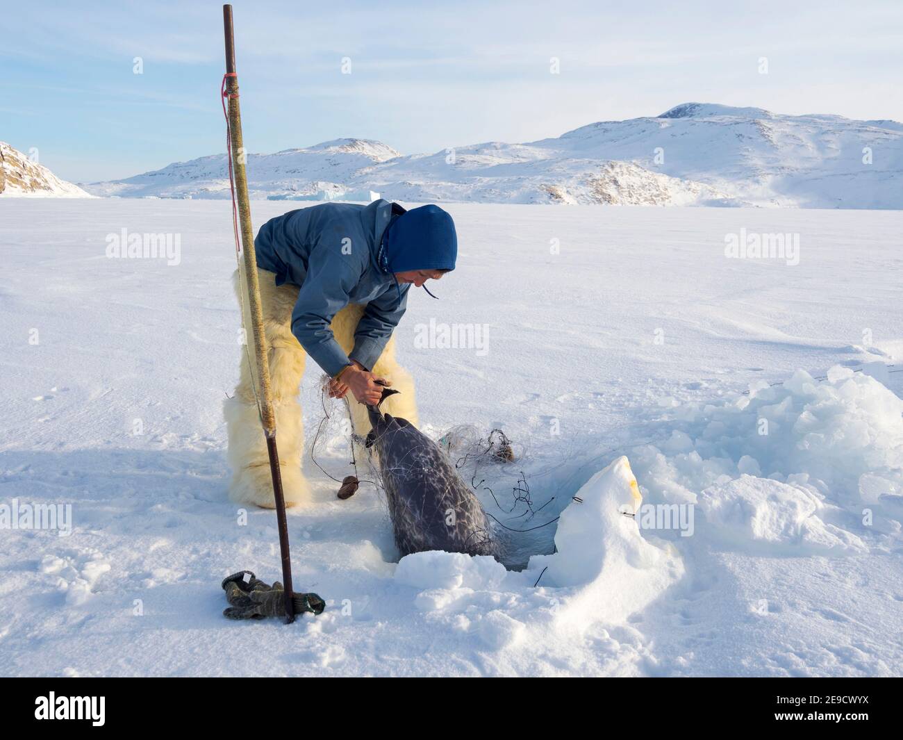 Harvesting a seal from a trap underneath the sea ice. Inuit hunter ...
